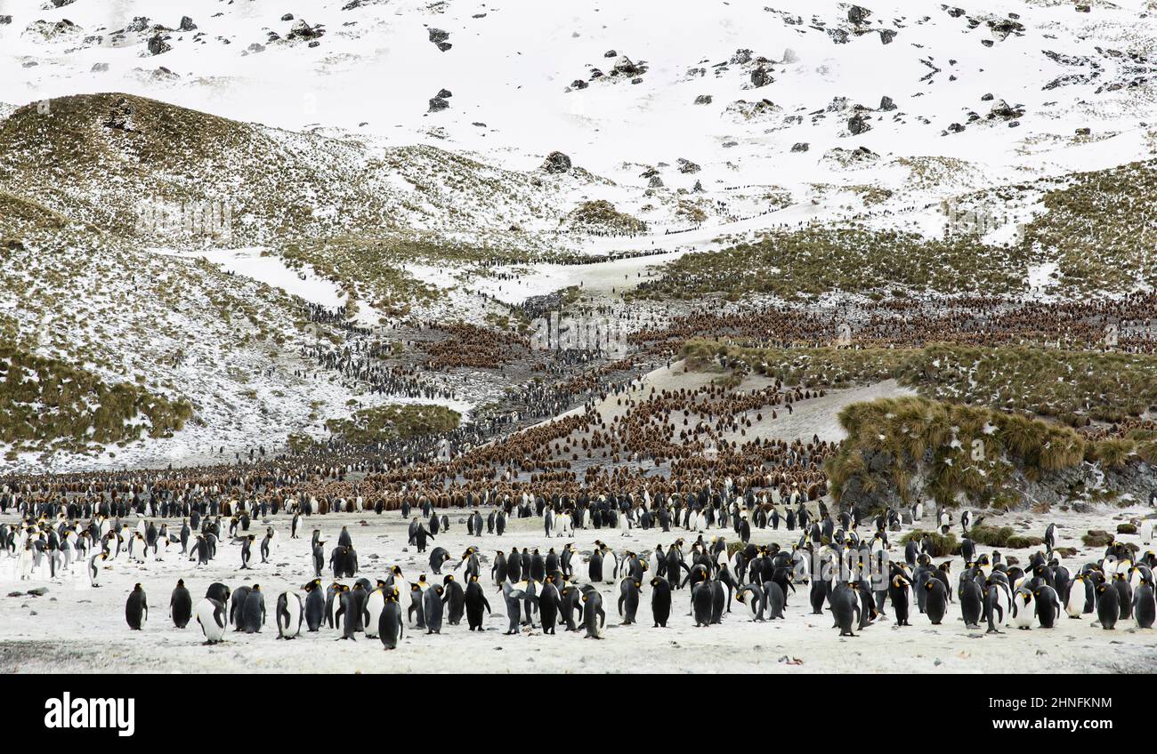 A colony of penguins in Antarctica, Family of penguins on the icebergs ...