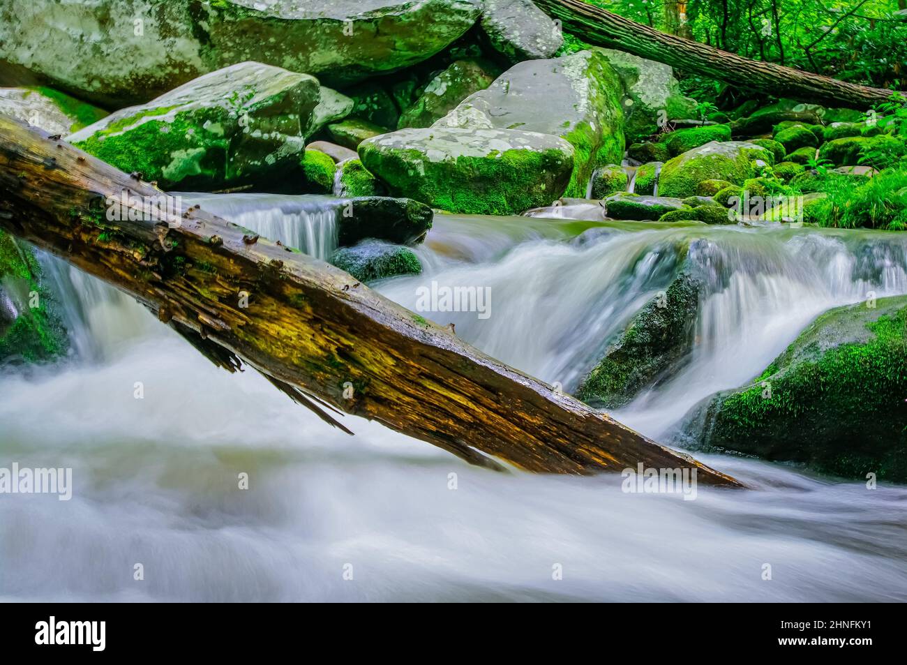 Beautiful view of a stream in a forest on a sunny day Stock Photo - Alamy