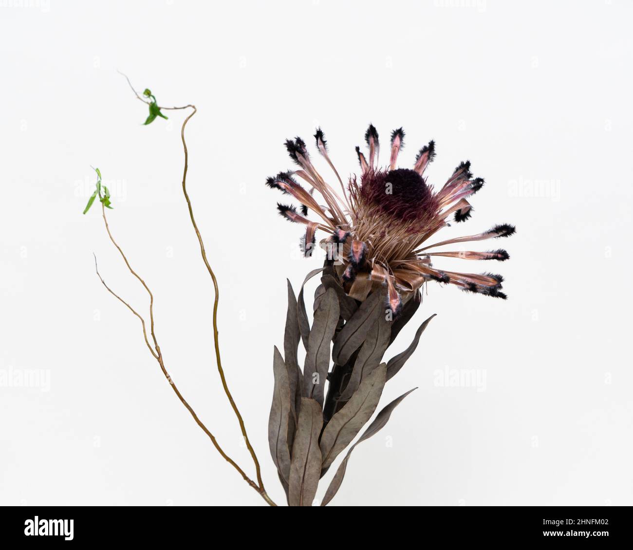 Isolated flora botany hi-res stock photography and images - Alamy