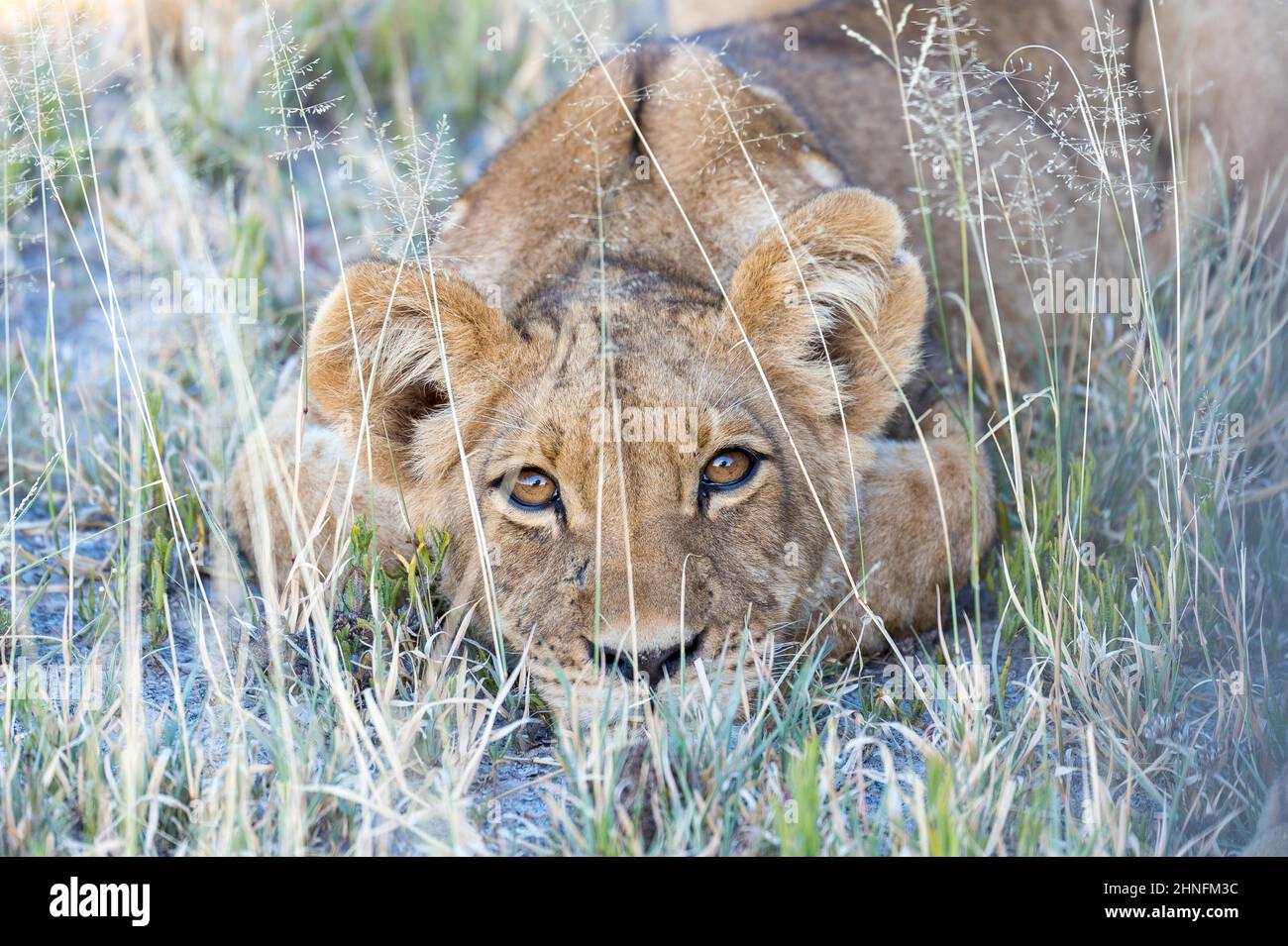 Lion (Panthera leo) Young lion lying in the grass looking at me, Nxai ...