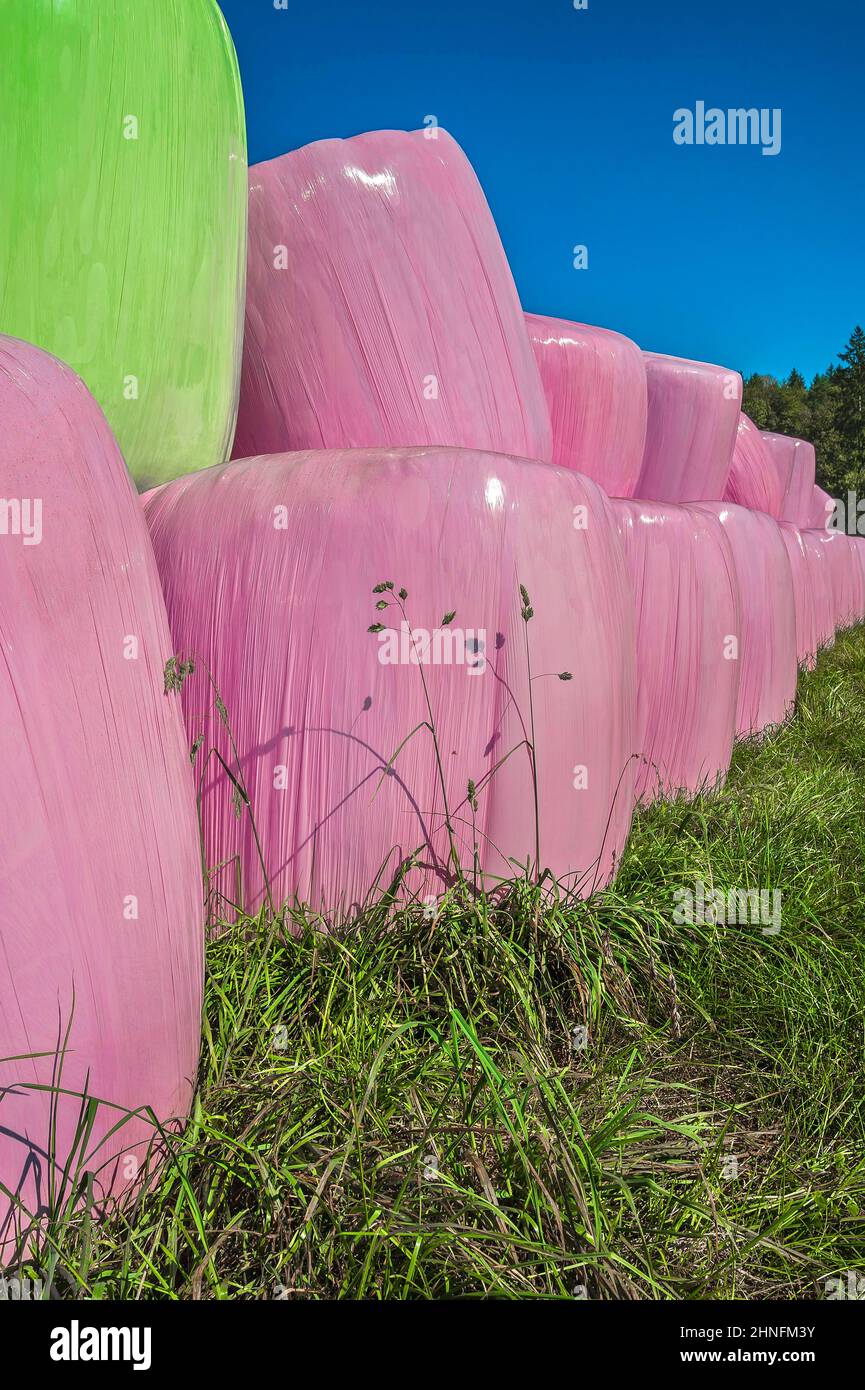Hay bales in pink or pink plastic foil near Bad Toelz, Bavaria, Germany ...