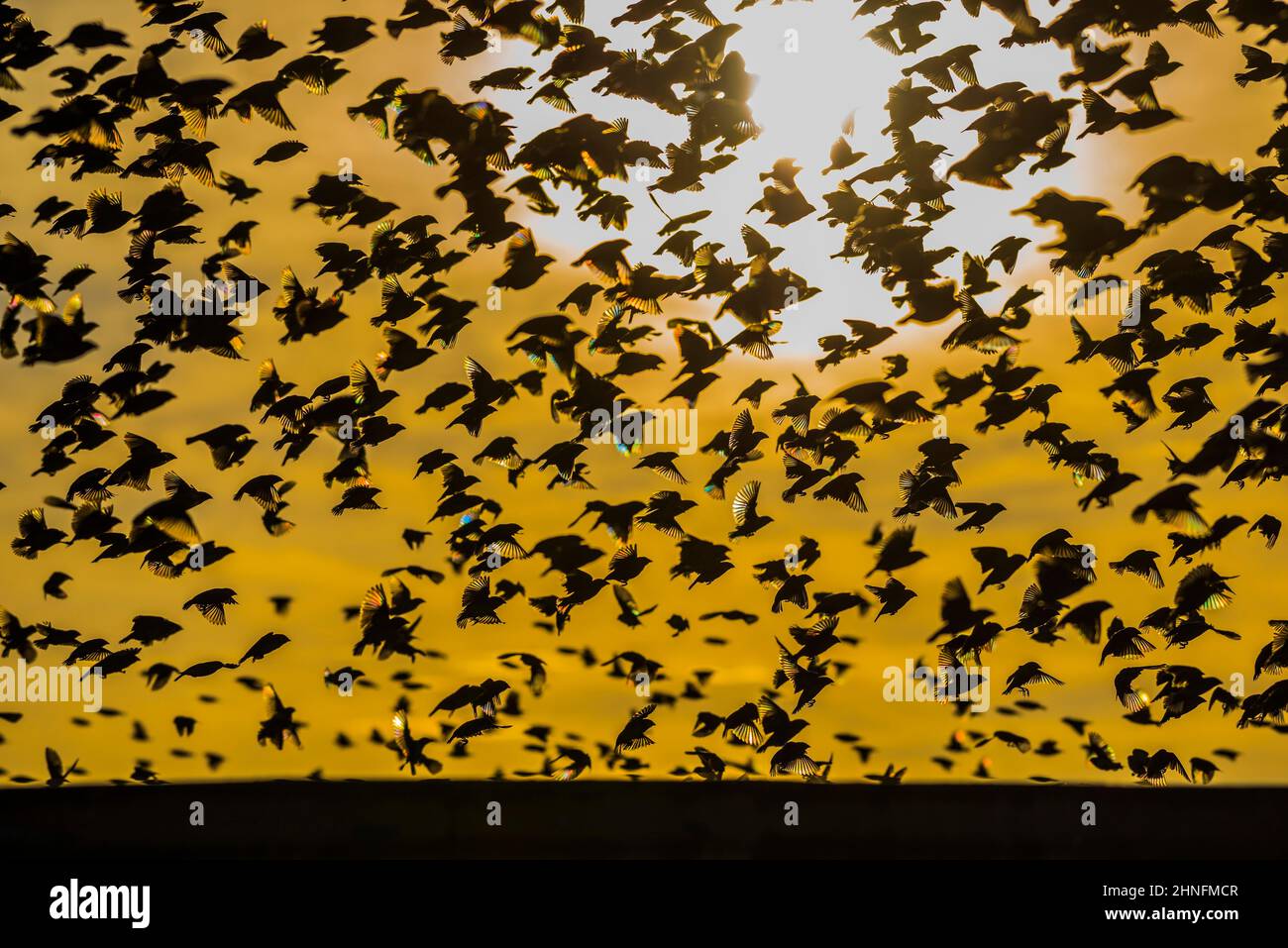 A mega flock of red-billed quelea (Quelea quelea), gather at a water ...