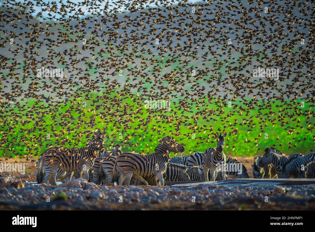 A mega flock of red-billed quelea (Quelea quelea) flies up at a ...