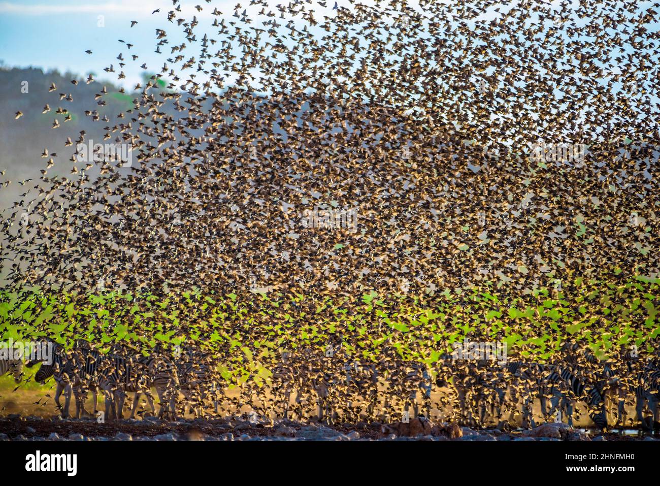 A mega flock of red-billed quelea (Quelea quelea) flies up at a ...