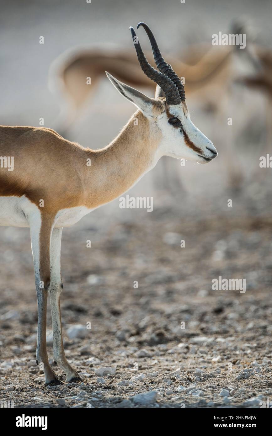 Springboks (Antidorcas marsupialis), male and female, standing in water ...