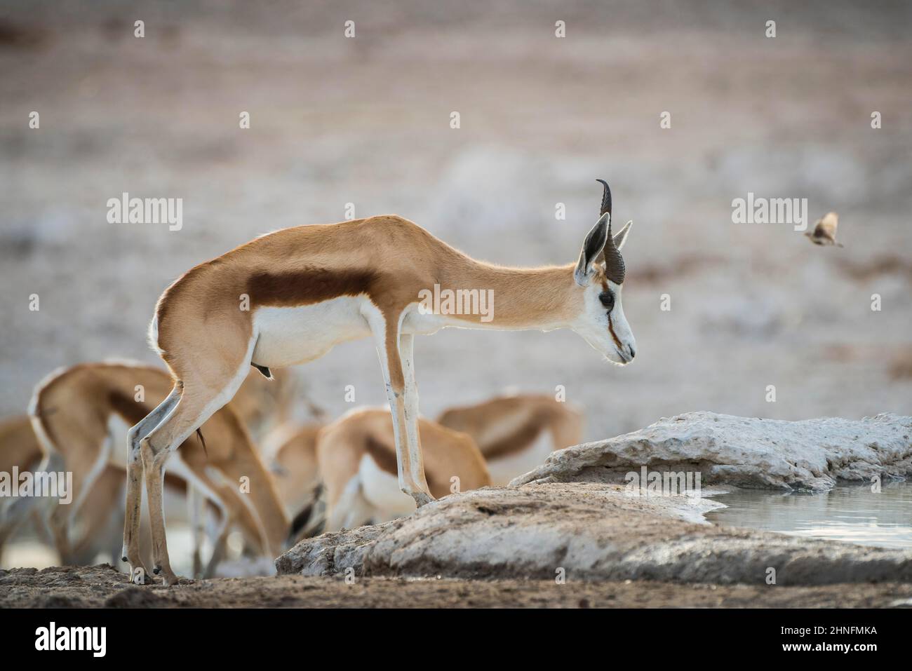 Springbok (Antidorcas marsupialis), male animal approaching a waterhole ...