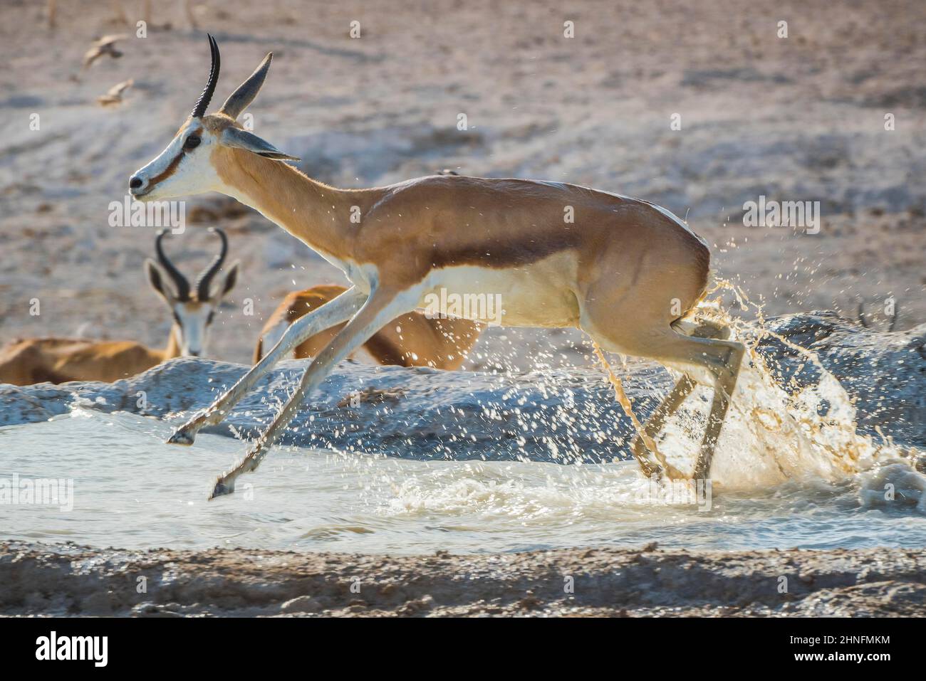 Springbok (Antidorcas marsupialis), female leaving a waterhole, Etosha ...