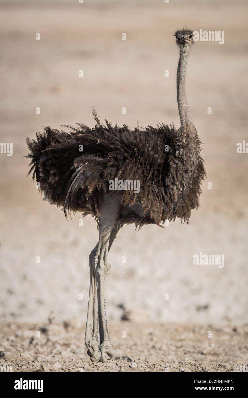 Common ostrich (Struthio camelus), female, Etosha National Park ...