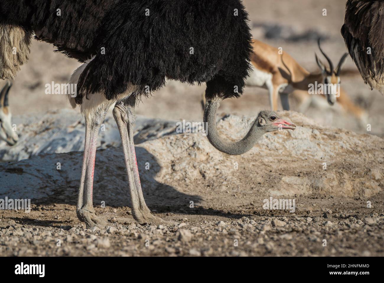 Common ostrich (Struthio camelus), male, detail view, Etosha National ...