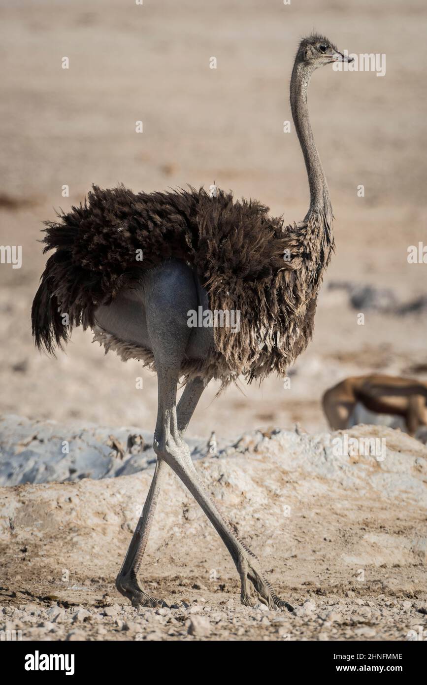 Common ostrich (Struthio camelus), female, Etosha National Park ...
