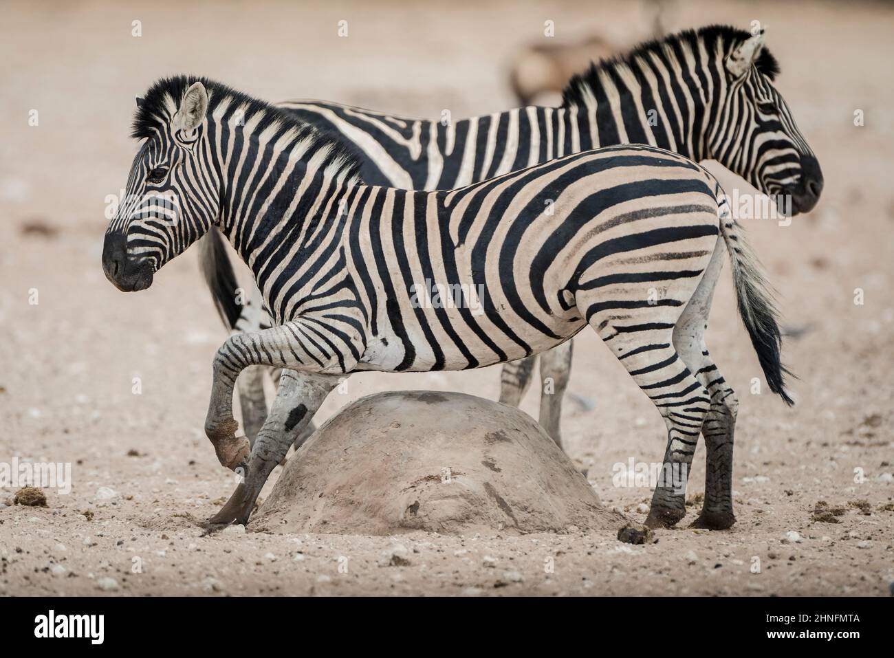 A plains zebra (Equus burchelli) rubs its belly against a termite mound ...
