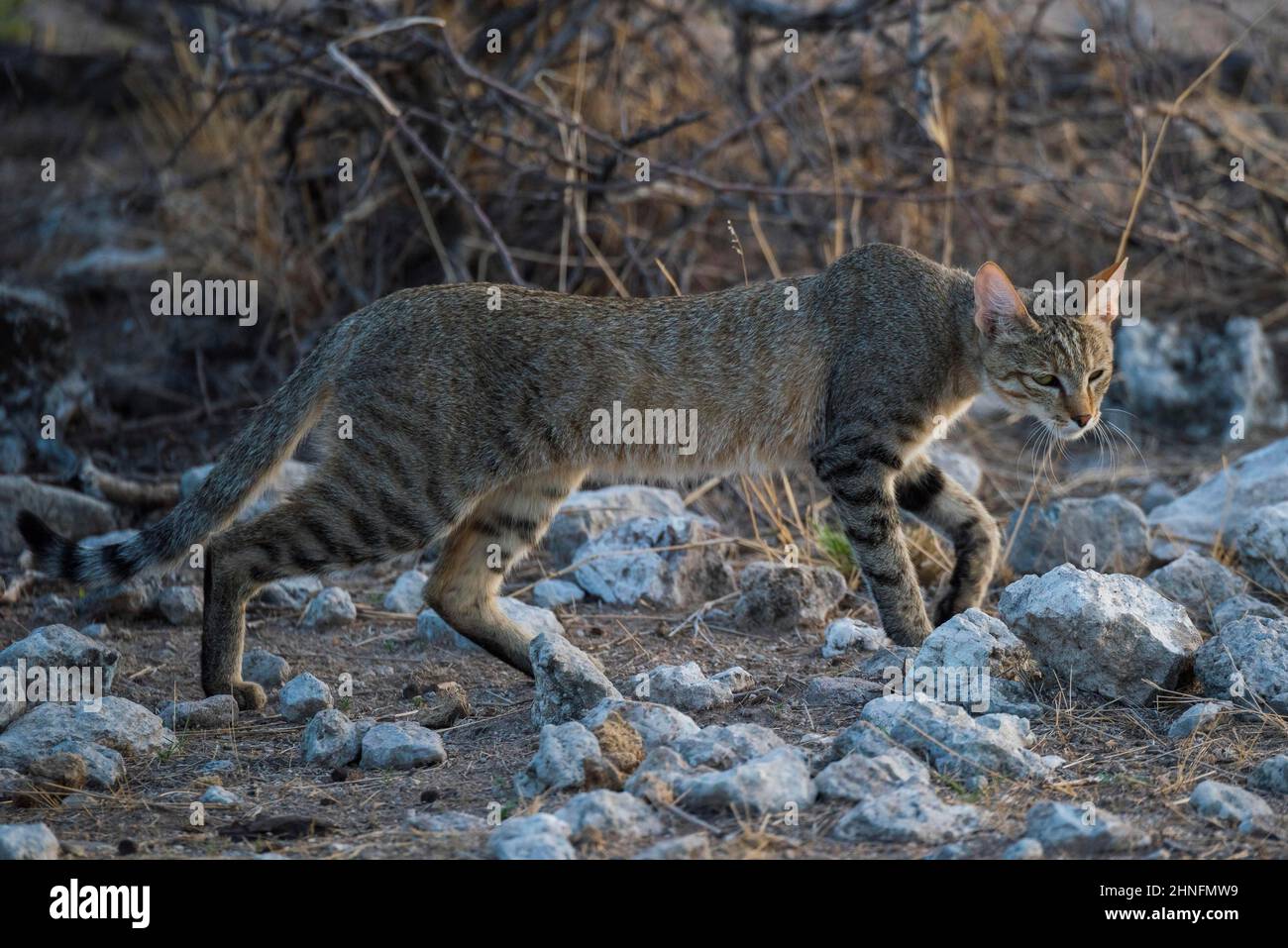 African wildcat (Felis silvestris lybica), male, Etosha National Park, Namibia Stock Photo - Alamy
