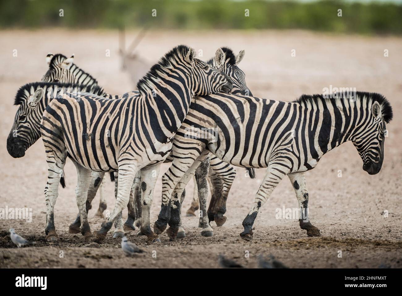 Burchell's zebra (Equus burchelli) at a waterhole, Etosha National Park ...