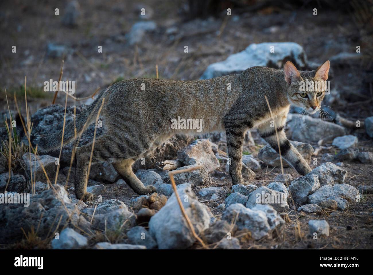 African wildcat (Felis silvestris lybica), male, Etosha National Park ...