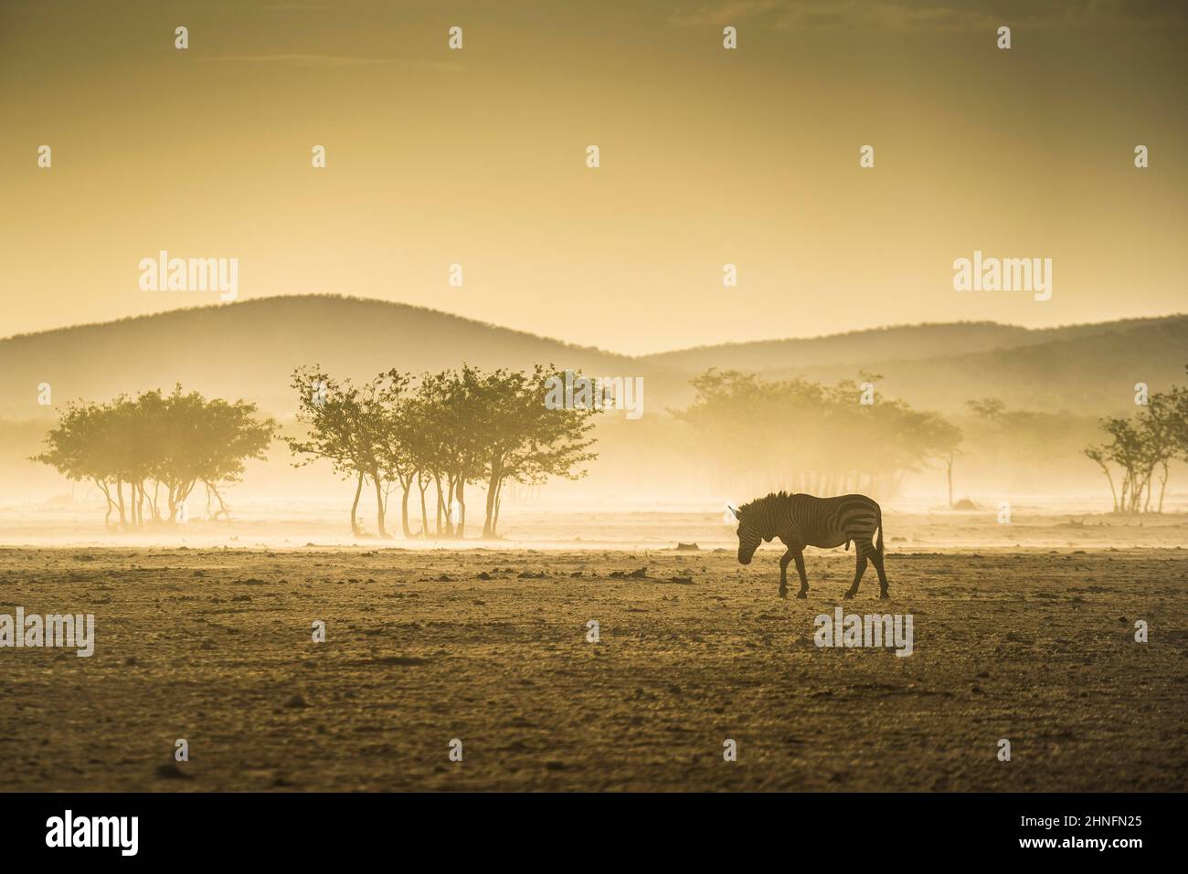 Hartmann's mountain zebra (Equus zebra hartmannae) at a waterhole ...