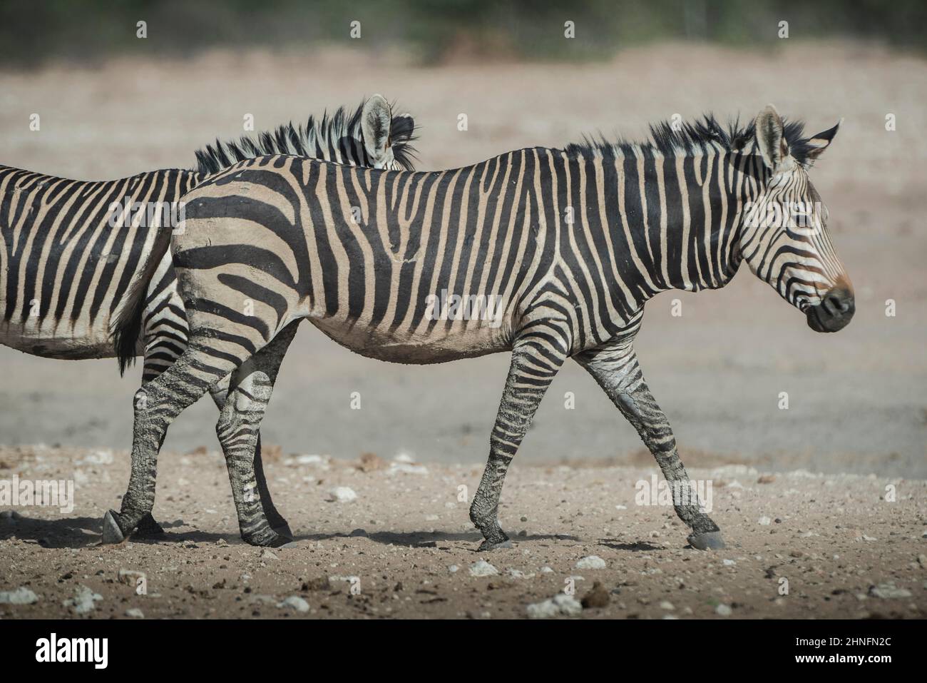 Hartmann's mountain zebra (Equus zebra hartmannae) at a waterhole ...