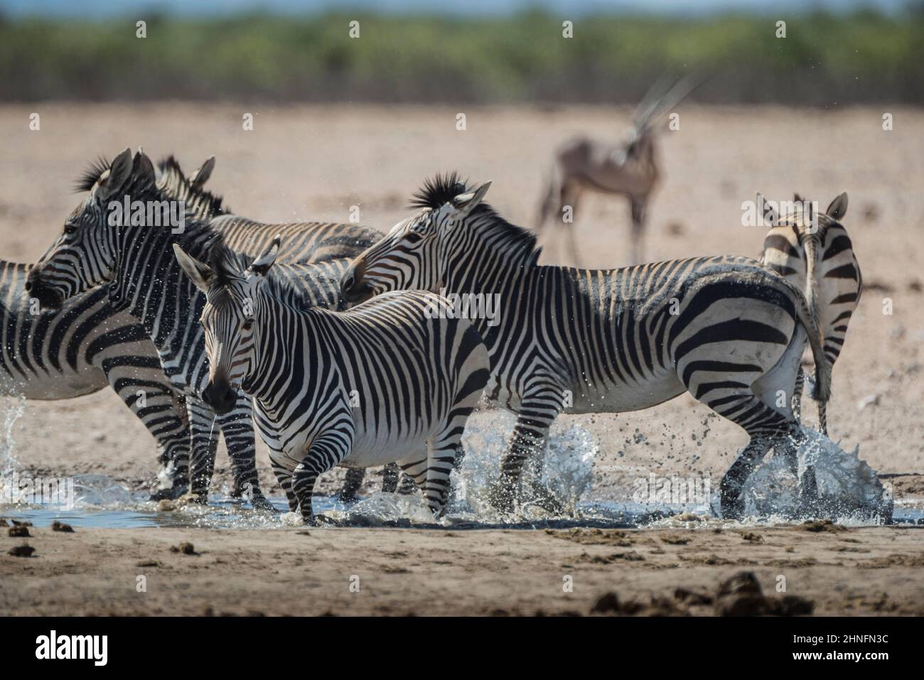 Hartmann's mountain zebra (Equus zebra hartmannae) at a waterhole ...
