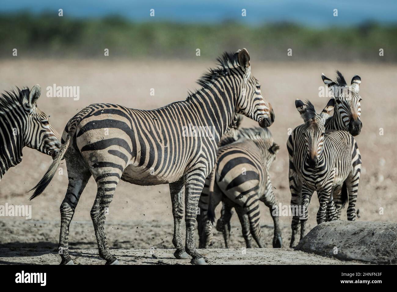 Hartmann's mountain zebra (Equus zebra hartmannae) at a waterhole ...