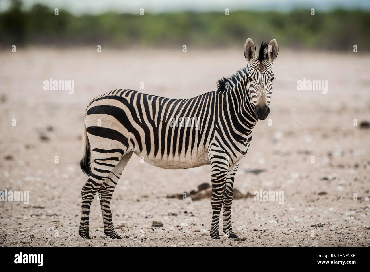 Hartmann's mountain zebra (Equus zebra hartmannae) at a waterhole ...