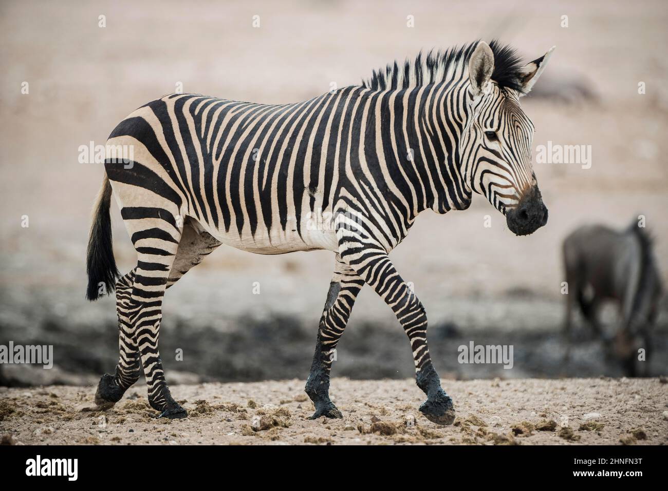 Hartmann's mountain zebra (Equus zebra hartmannae) at a waterhole, Etosha National Park, Namibia ...