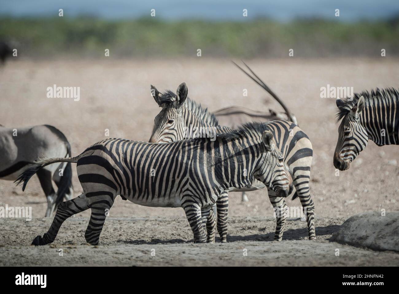 Hartmann's mountain zebra (Equus zebra hartmannae) at a waterhole ...
