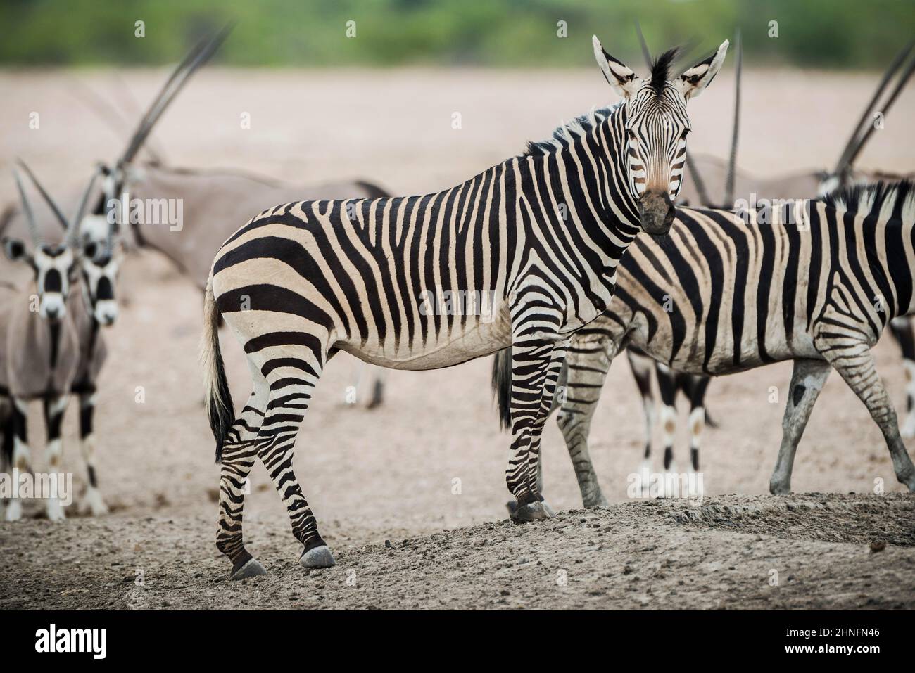 Hartmann's mountain zebra (Equus zebra hartmannae) at a waterhole ...