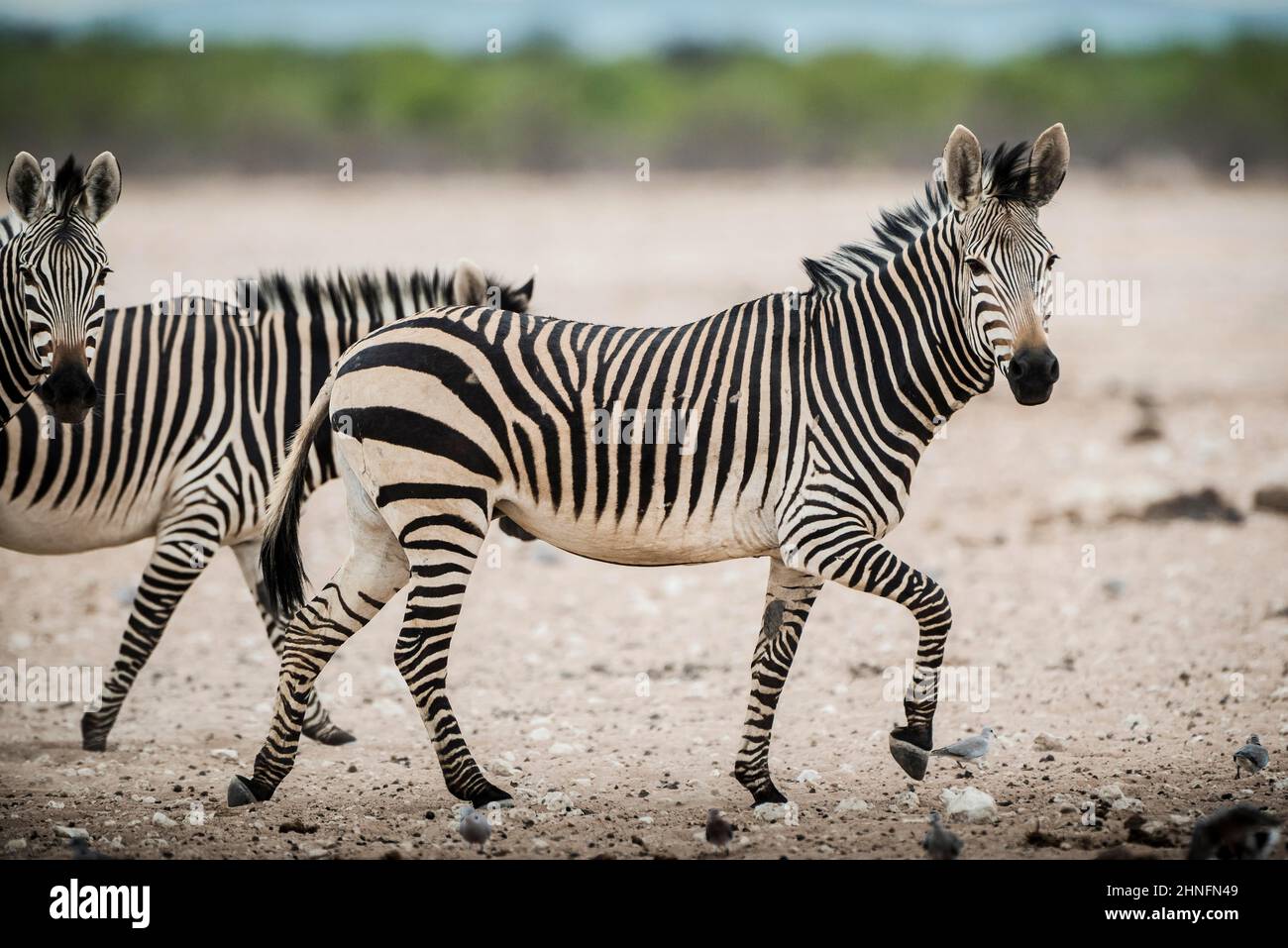 Hartmann's mountain zebra (Equus zebra hartmannae) at a waterhole, Etosha National Park, Namibia ...