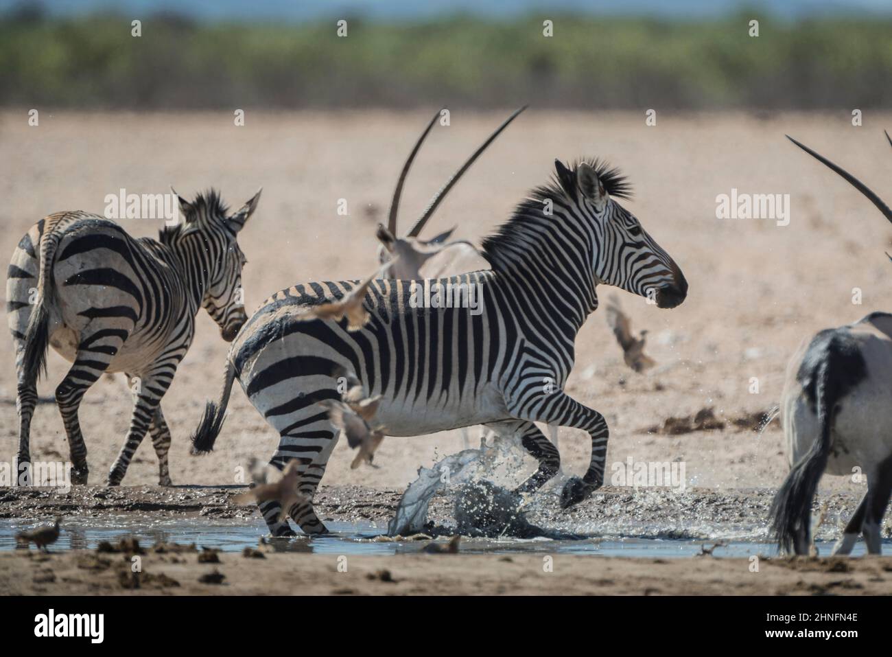 Hartmann's mountain zebra (Equus zebra hartmannae) at a waterhole ...