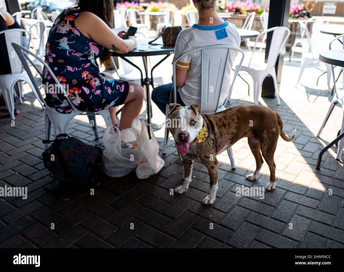 Odd eyed dog hi-res stock photography and images - Alamy