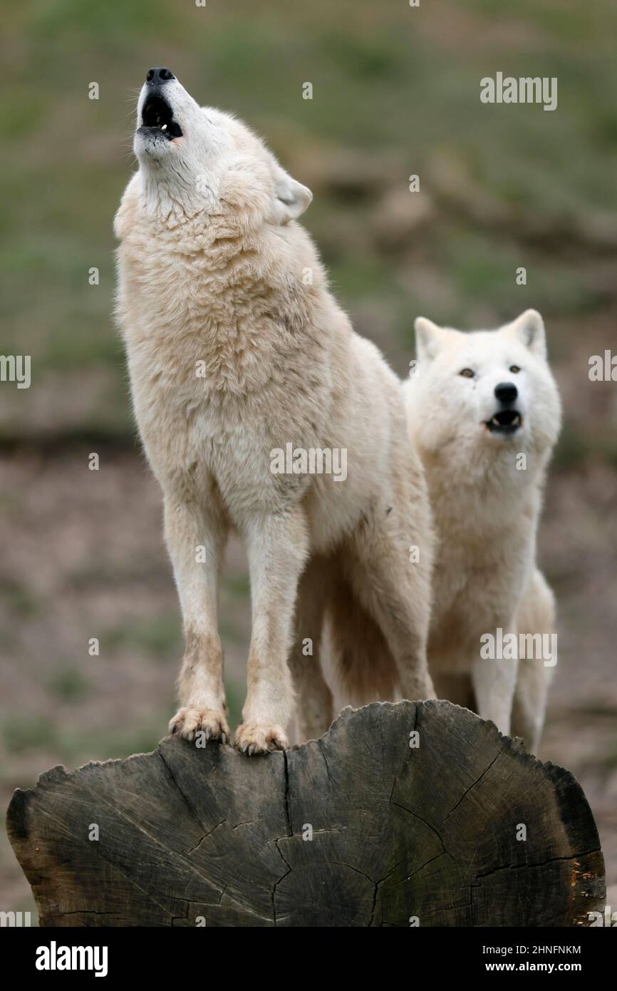 Arctic Wolf Howling