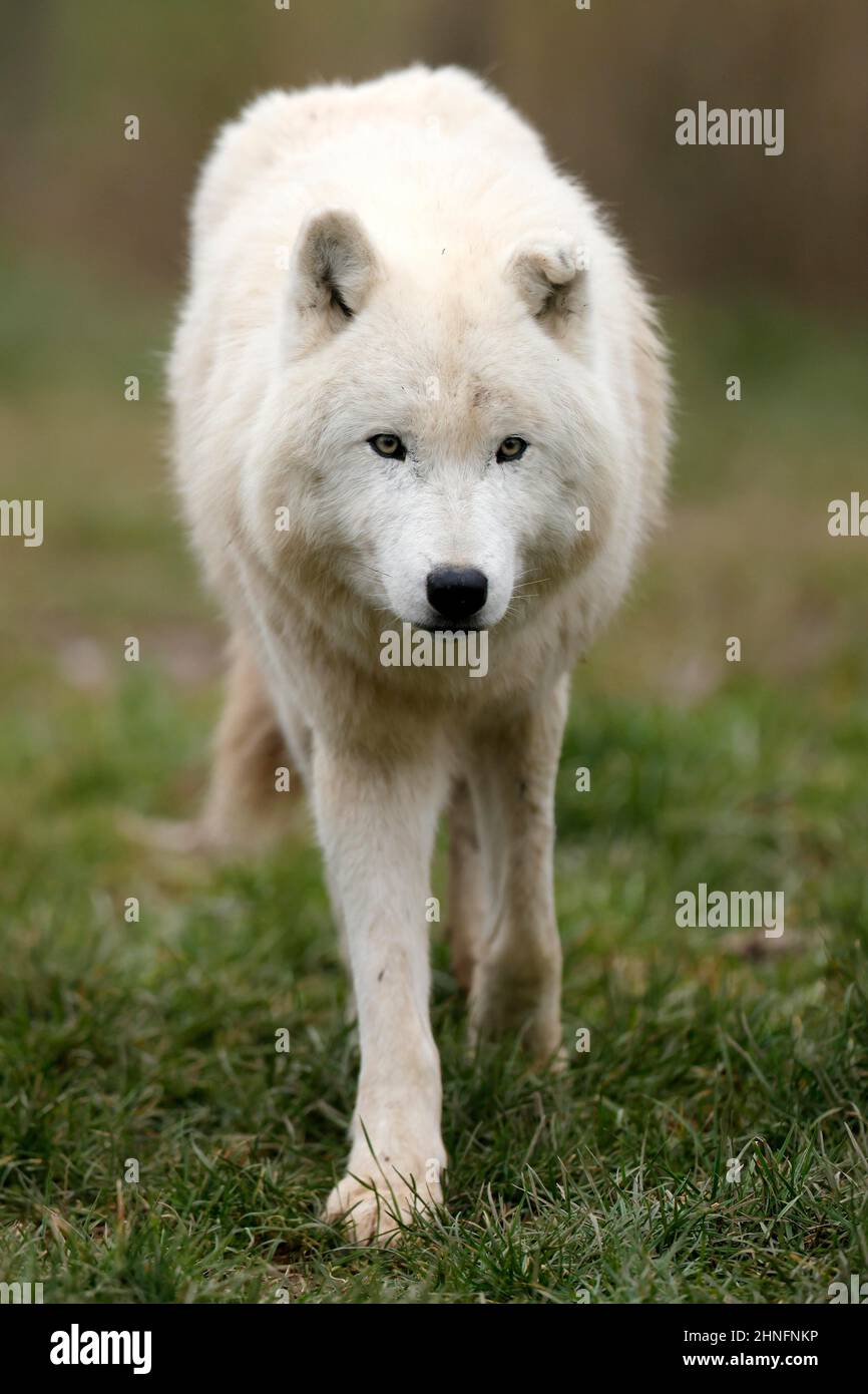 Arctic wolf (Canis lupus arctos) running in a meadow, captive Stock ...