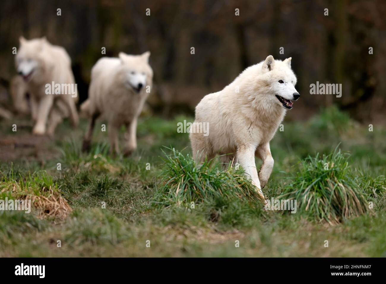 Arctic wolf (Canis lupus arctos) pack running in a meadow, captive ...