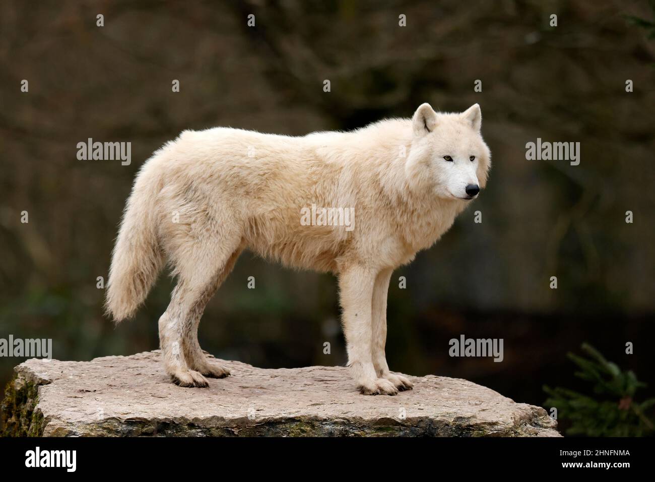 Wolf standing on a rock hi-res stock photography and images - Alamy