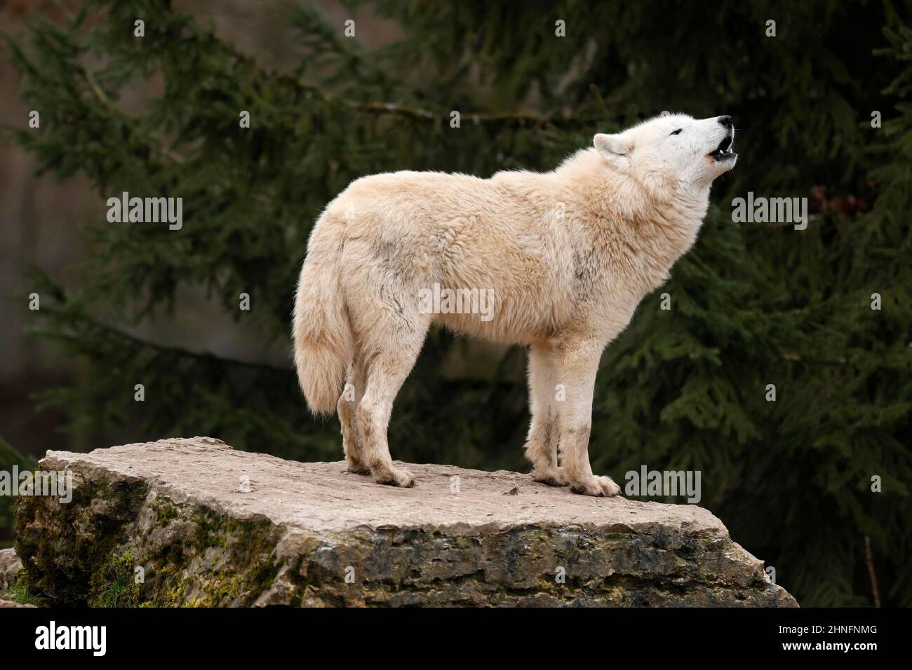 Arctic wolf (Canis lupus arctos) standing howling on a rock, captive ...