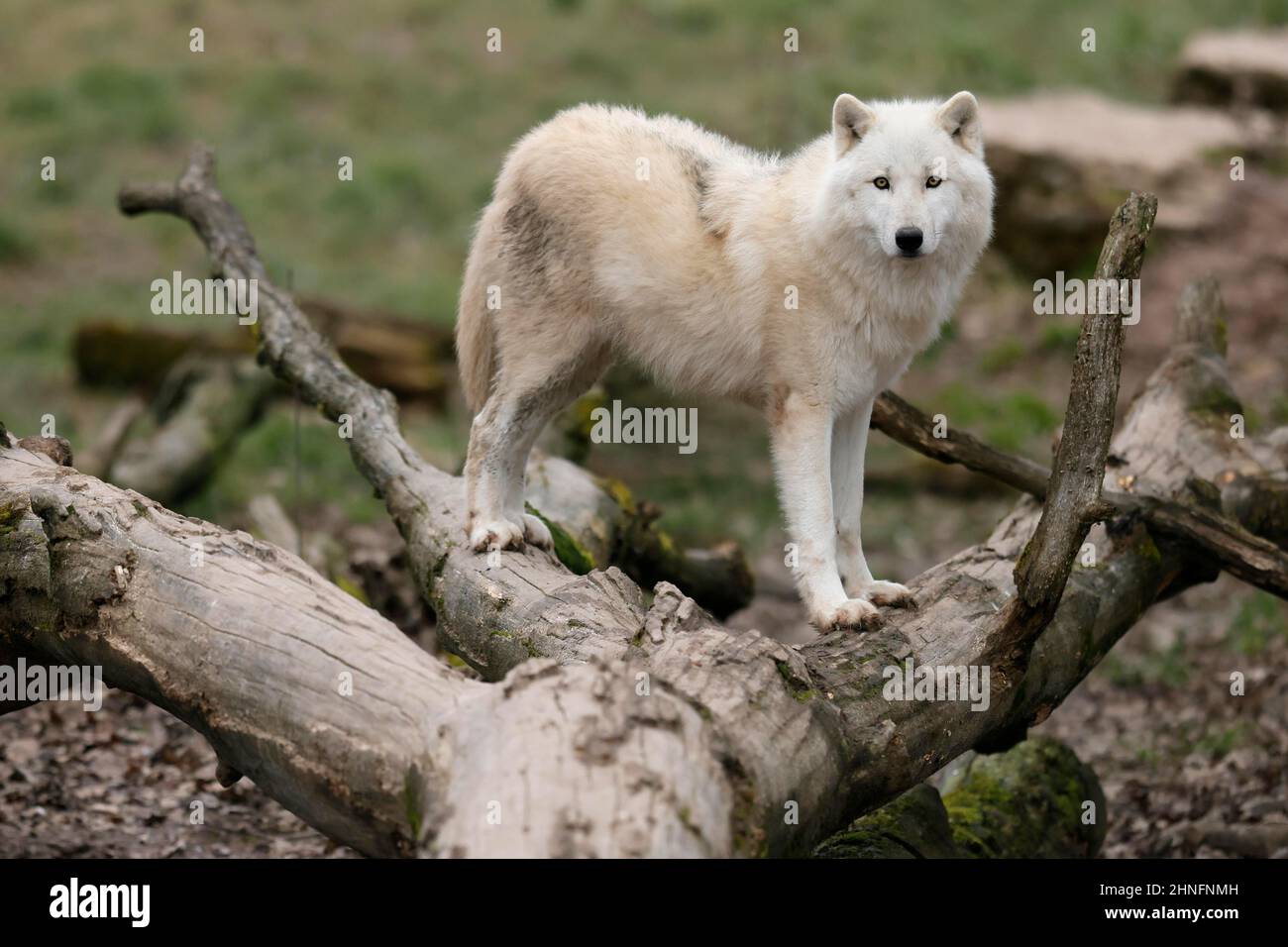 Arctic wolf (Canis lupus arctos) standing on a tree trunk, captive ...