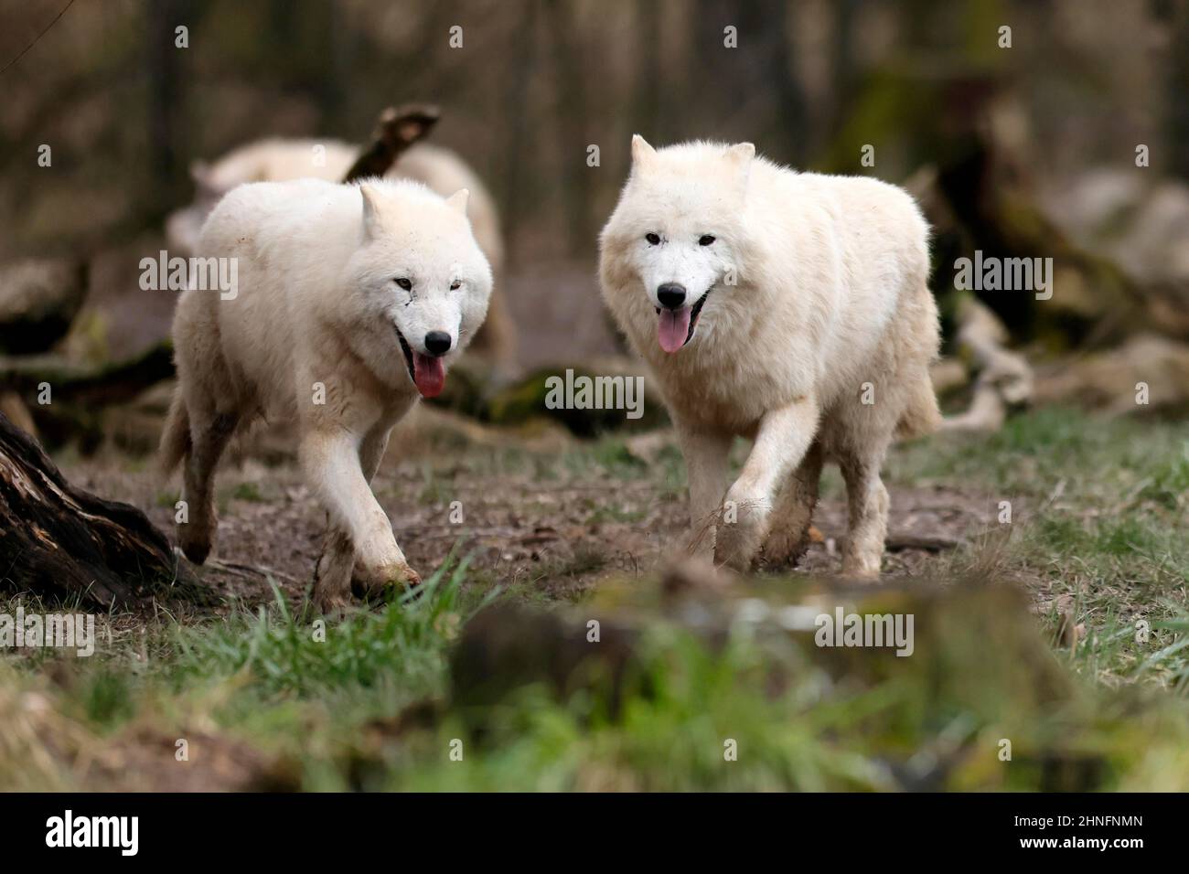 Arctic wolf (Canis lupus arctos) pack running in a meadow, captive ...