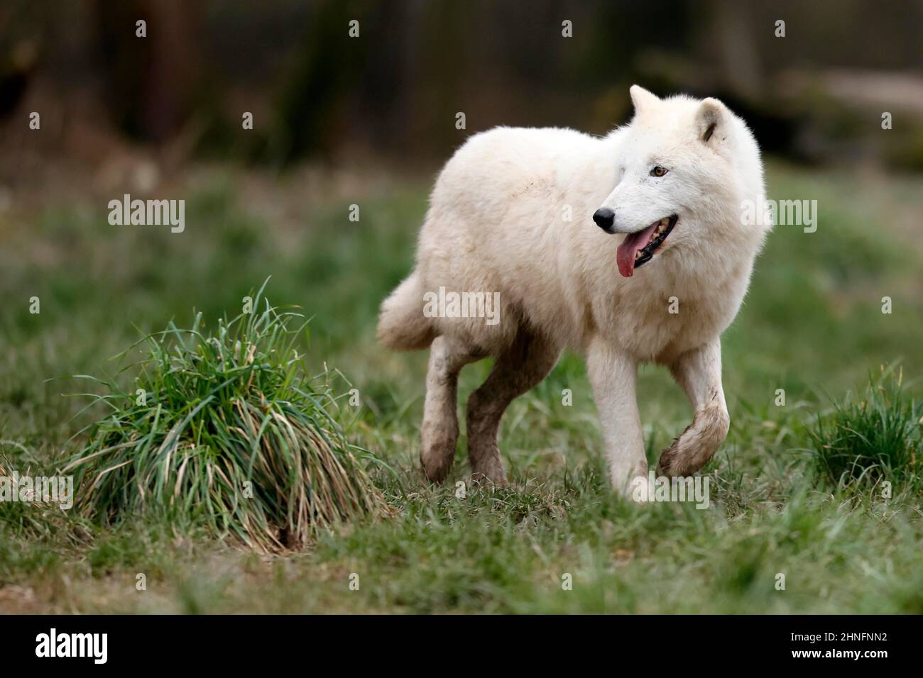 Arctic wolf (Canis lupus arctos) running in a meadow, captive Stock ...