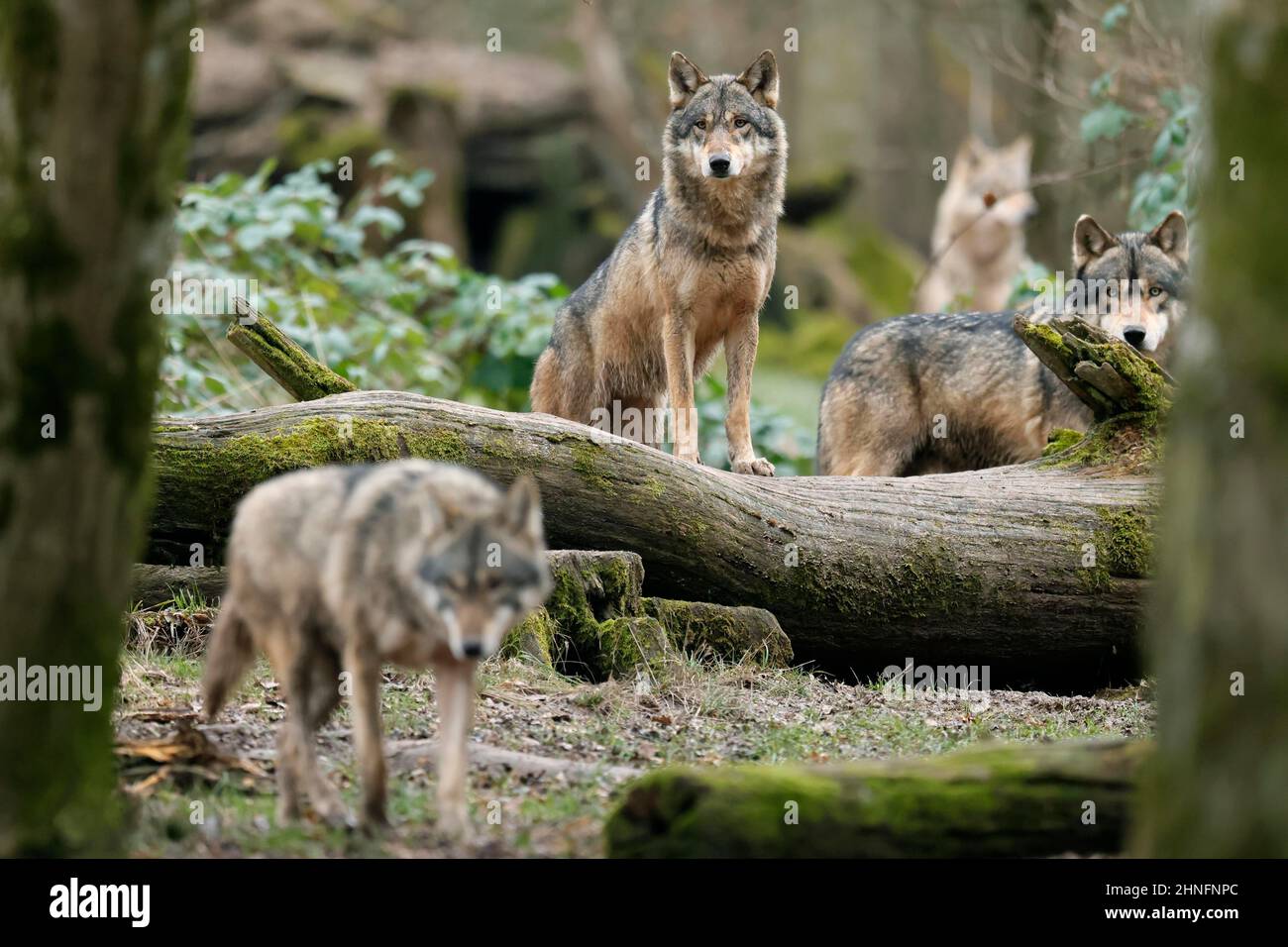 European gray wolf (Canis lupus) Wolf packs standing in the undergrowth ...