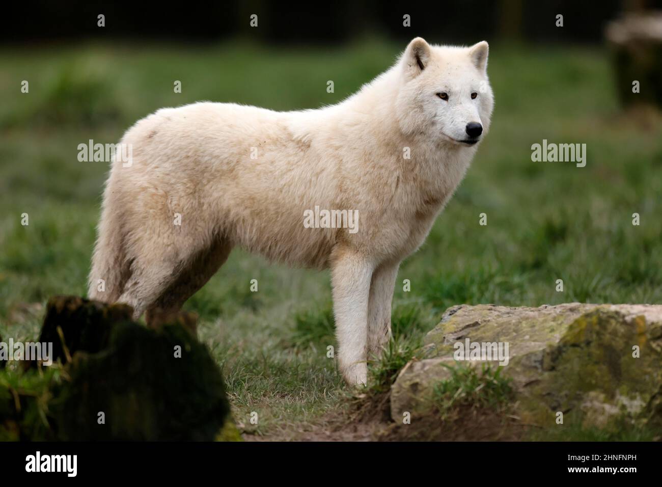 Arctic wolf (Canis lupus arctos) standing in a meadow, captive Stock ...