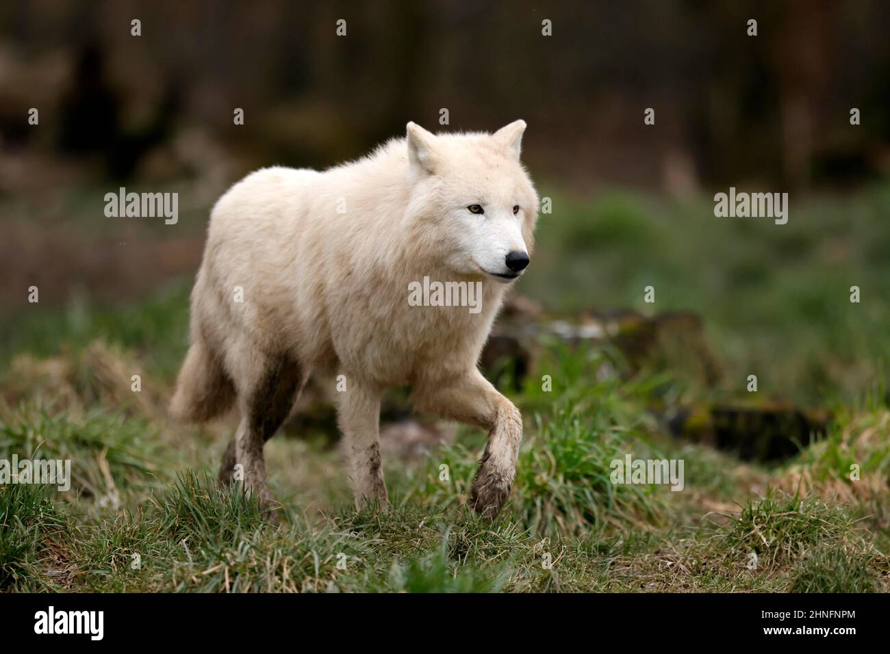 Arctic wolf (Canis lupus arctos) running in a meadow, captive Stock ...