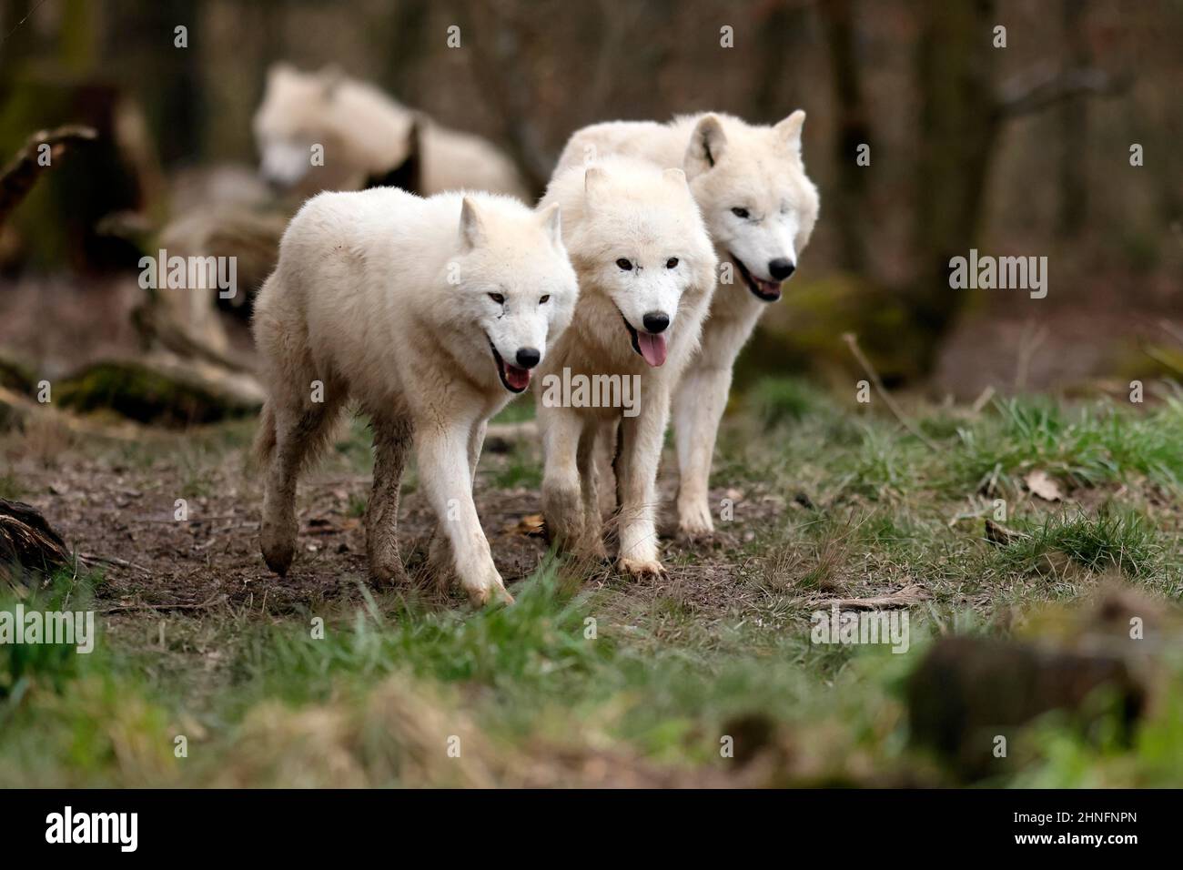 Arctic wolf (Canis lupus arctos) pack running in a meadow, captive ...