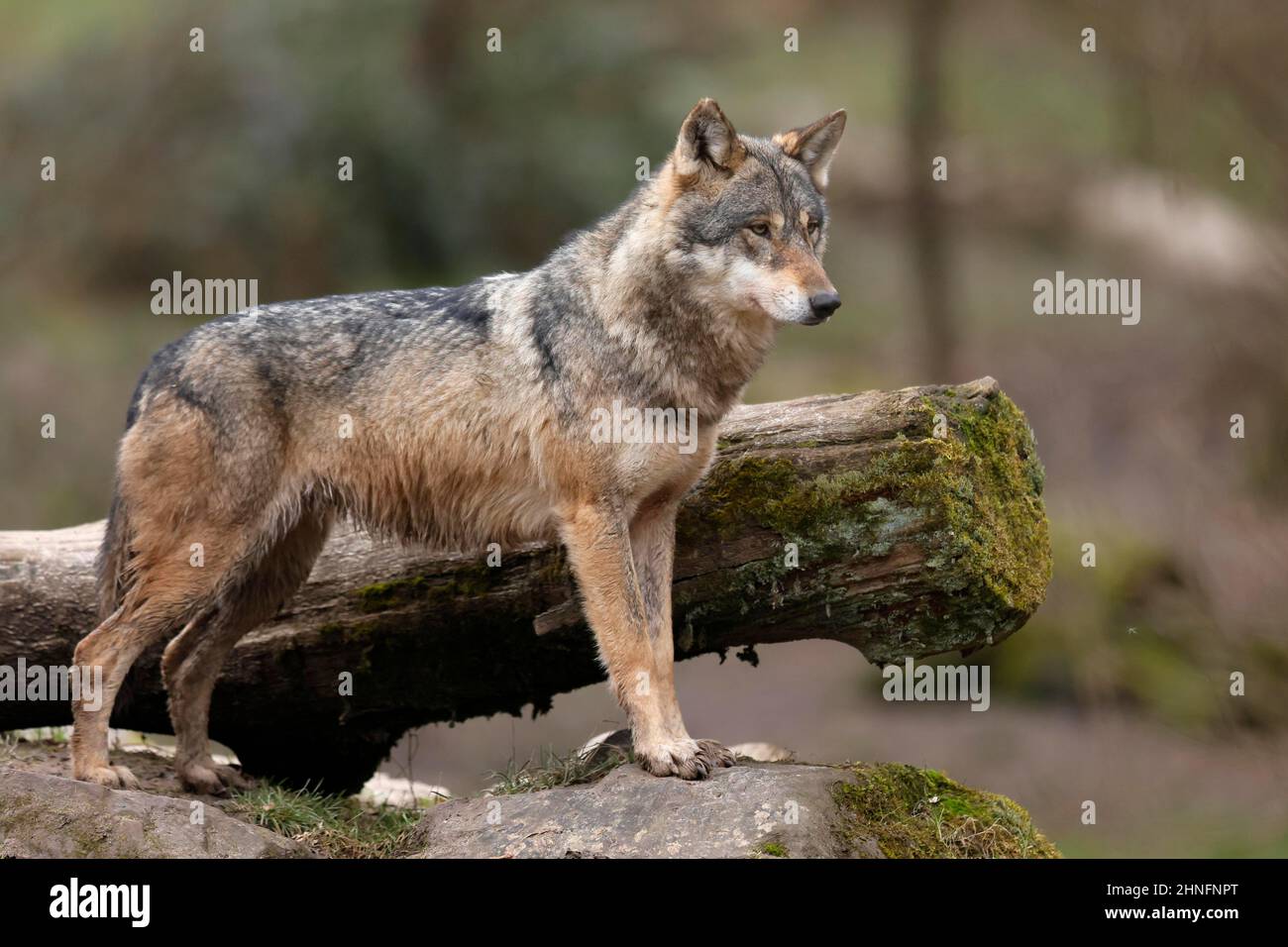 European gray wolf (Canis lupus) standing on a rock, captive Stock ...