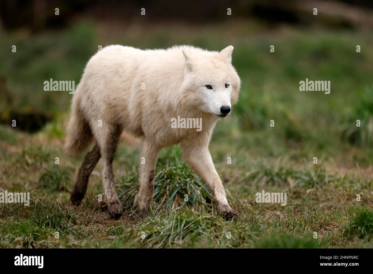Arctic wolf (Canis lupus arctos) running in a meadow, captive Stock ...