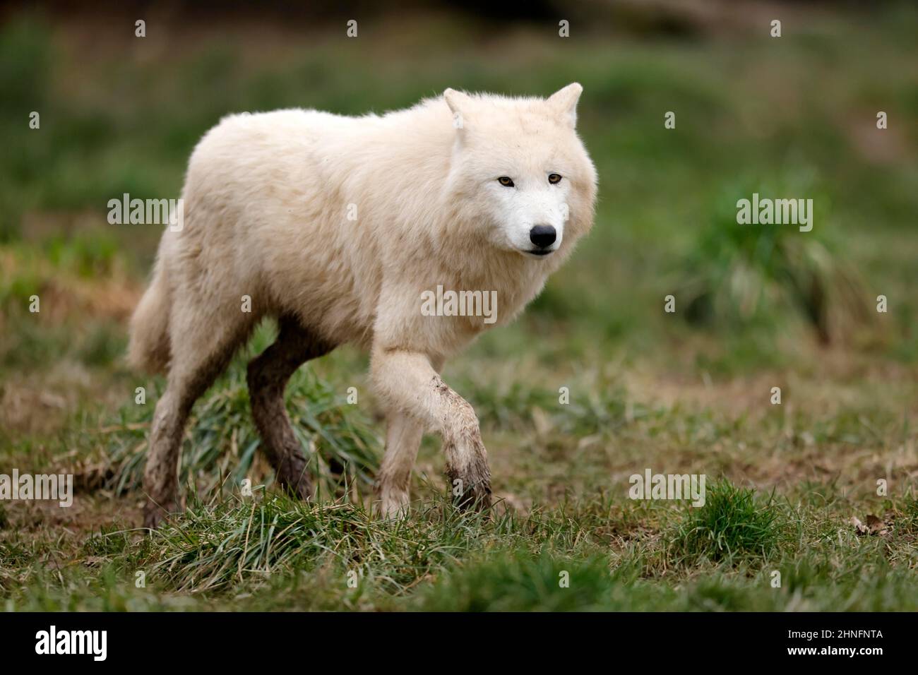 Arctic wolf (Canis lupus arctos) running in a meadow, captive Stock ...
