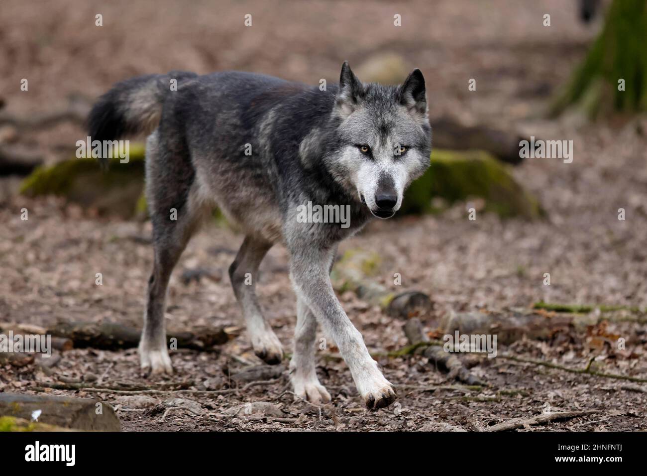 Mackenzie valley wolf (Canis lupus occidentalis), American wolf running ...