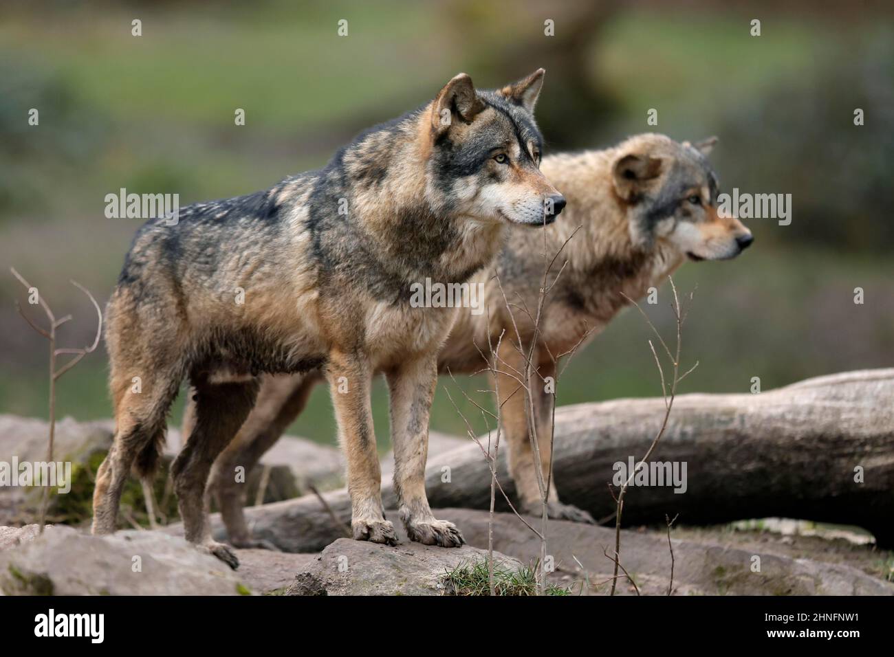 European wolf two gray wolves (Canis lupus) standing on a rock, captive ...