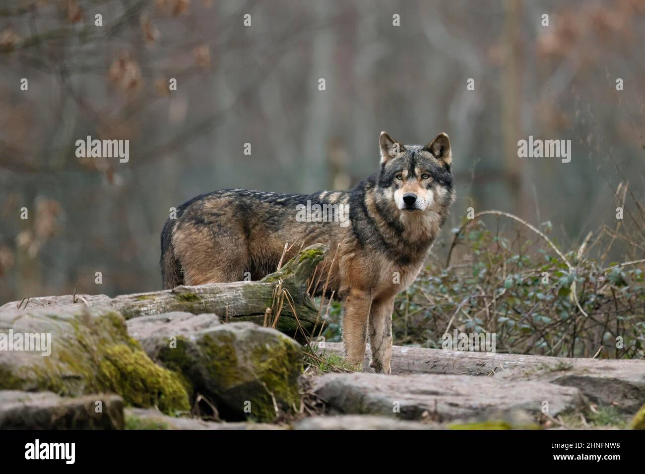 European gray wolf (Canis lupus) standing on a rock, captive Stock ...