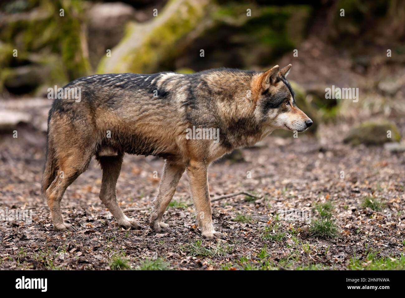 European gray wolf (Canis lupus) animal portrait, captive Stock Photo ...