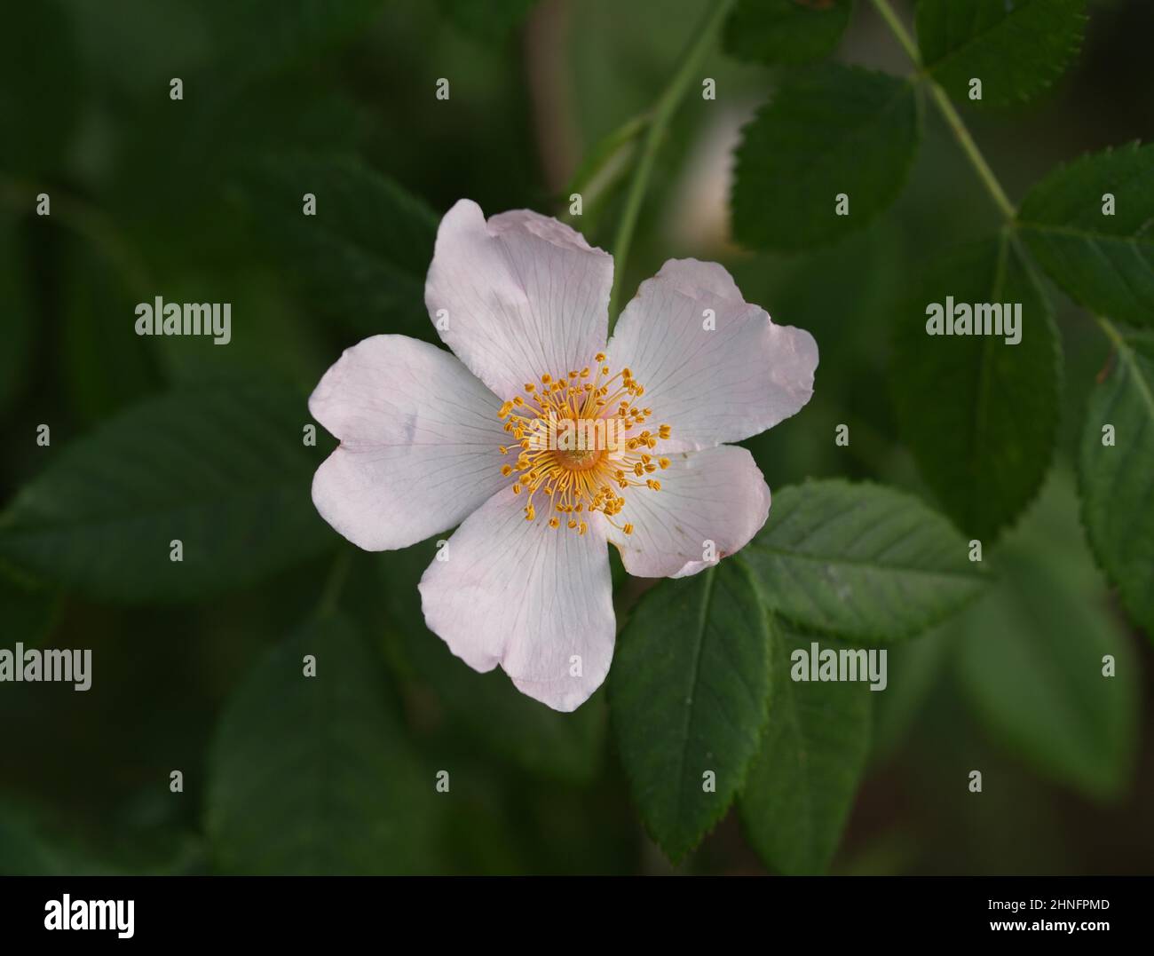 Flower of a dog rose (Rosa canina Stock Photo - Alamy