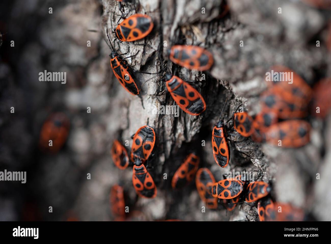 Fire bugs (Pyrrhocoridae), popularly known as fire beetles, Magdeburg ...